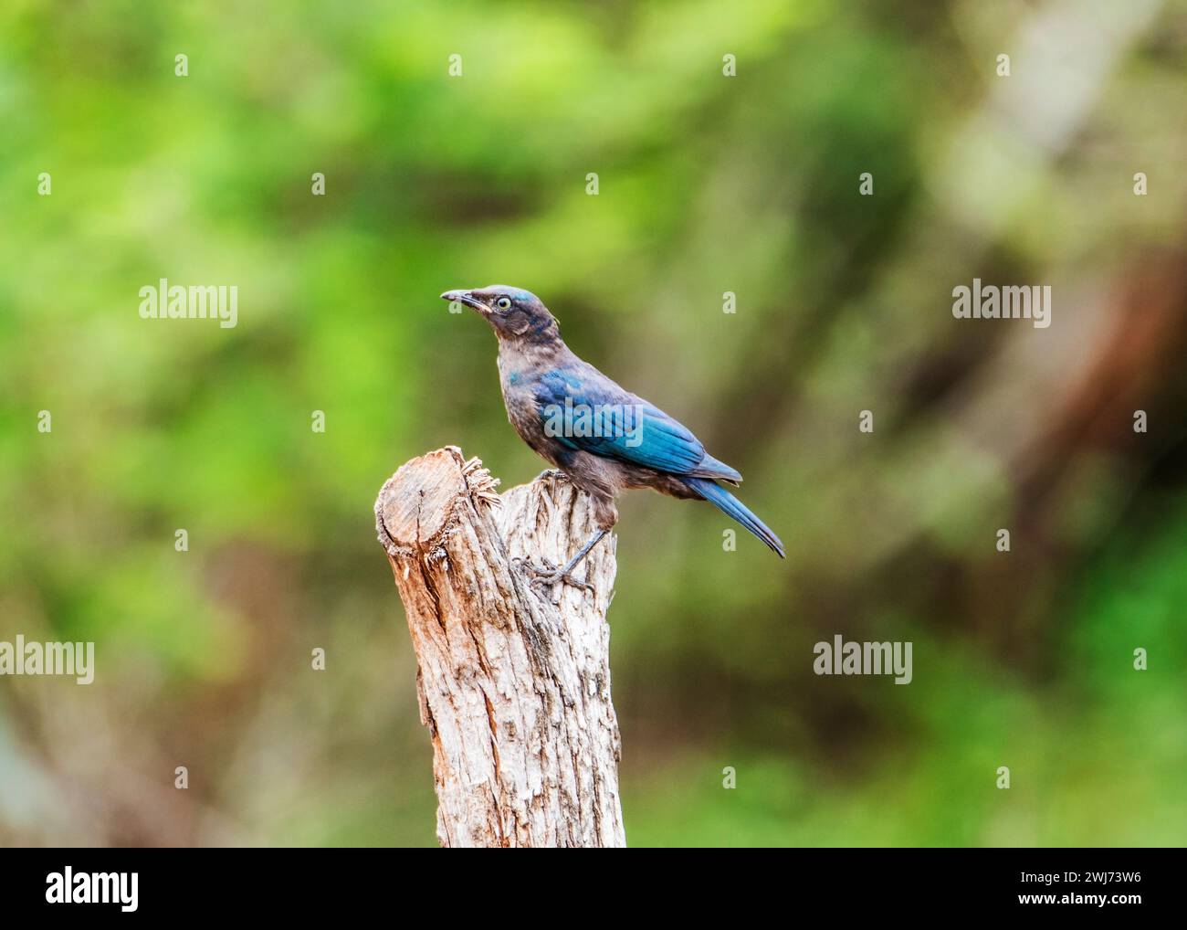 Green starling feathers hi-res stock photography and images - Alamy