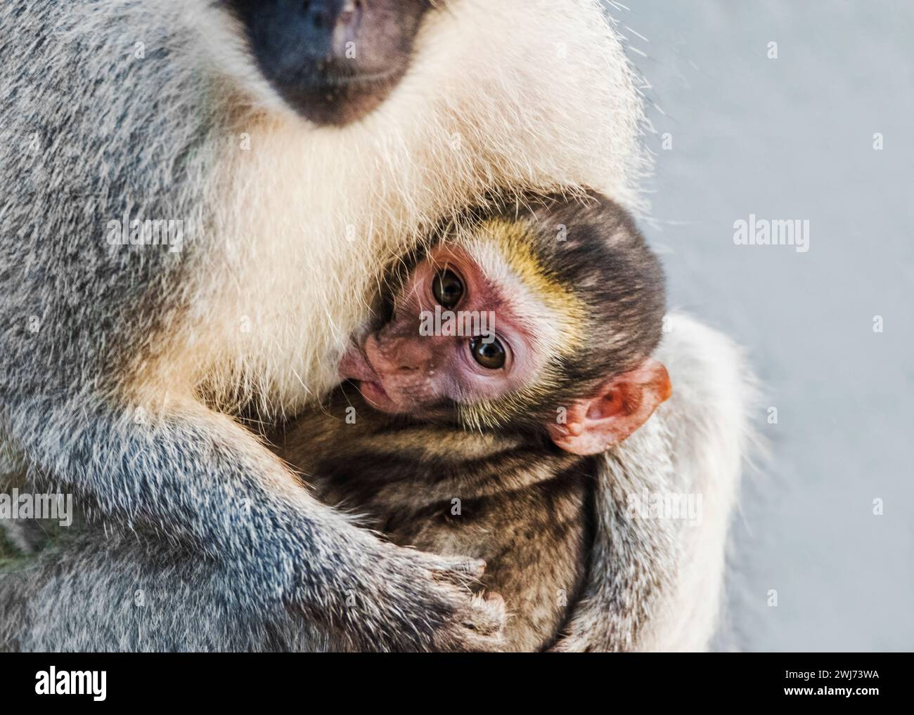 Monkey flees hi-res stock photography and images - Alamy