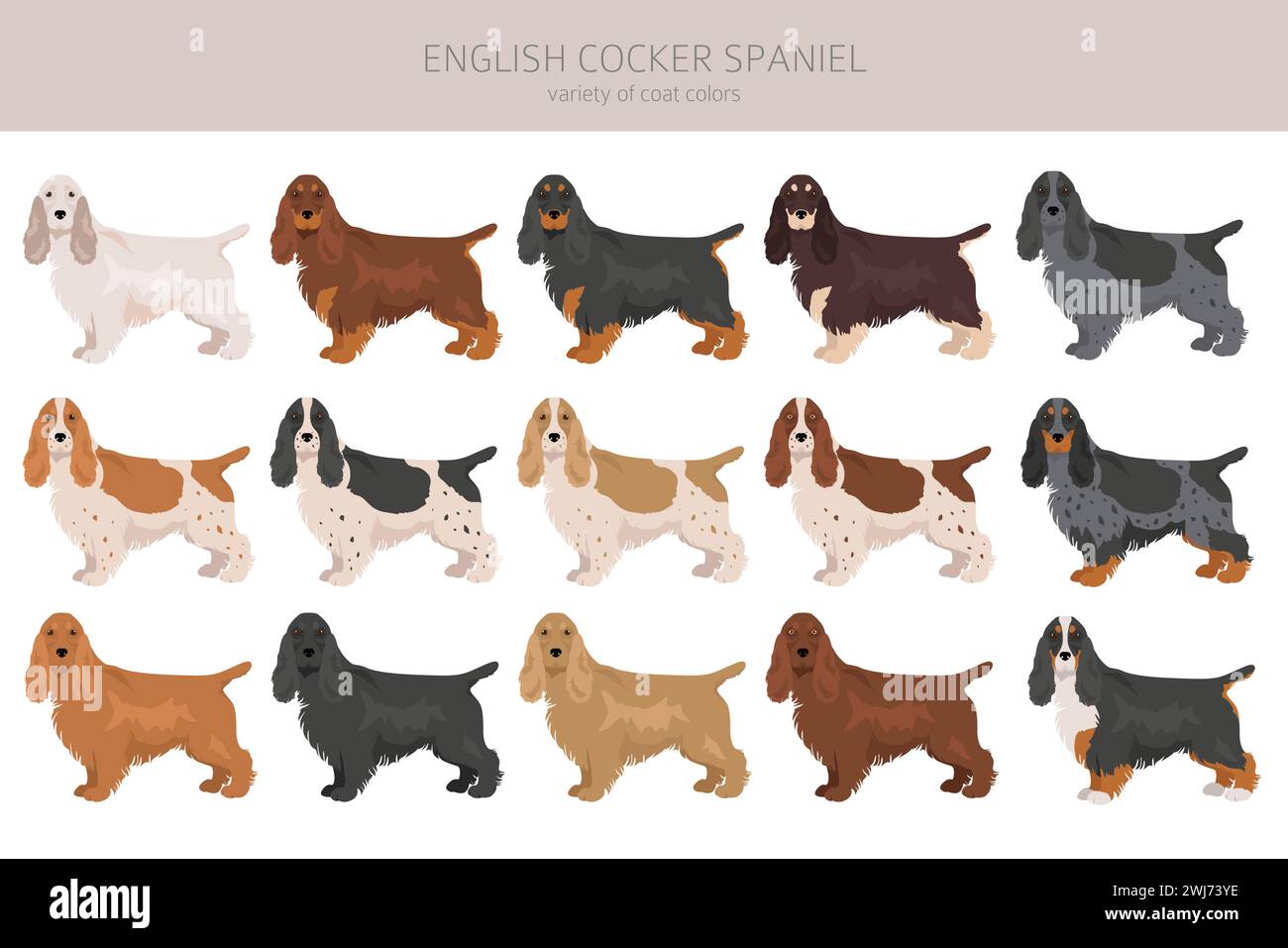 English cocker spaniel clipart. Different poses, coat colors set ...