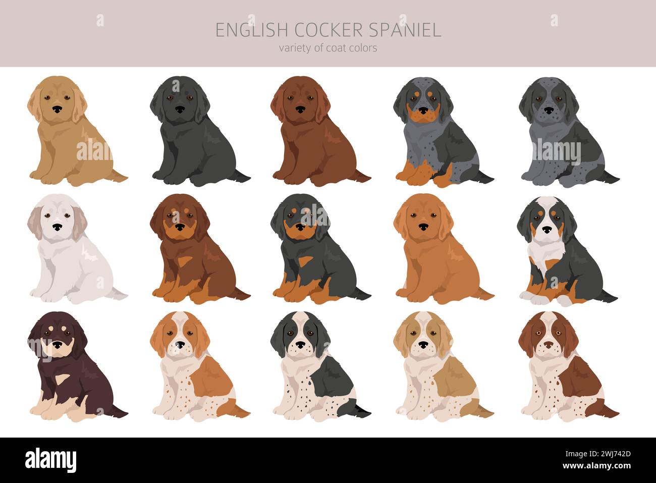 English cocker spaniel coat colors hi-res stock photography and images ...