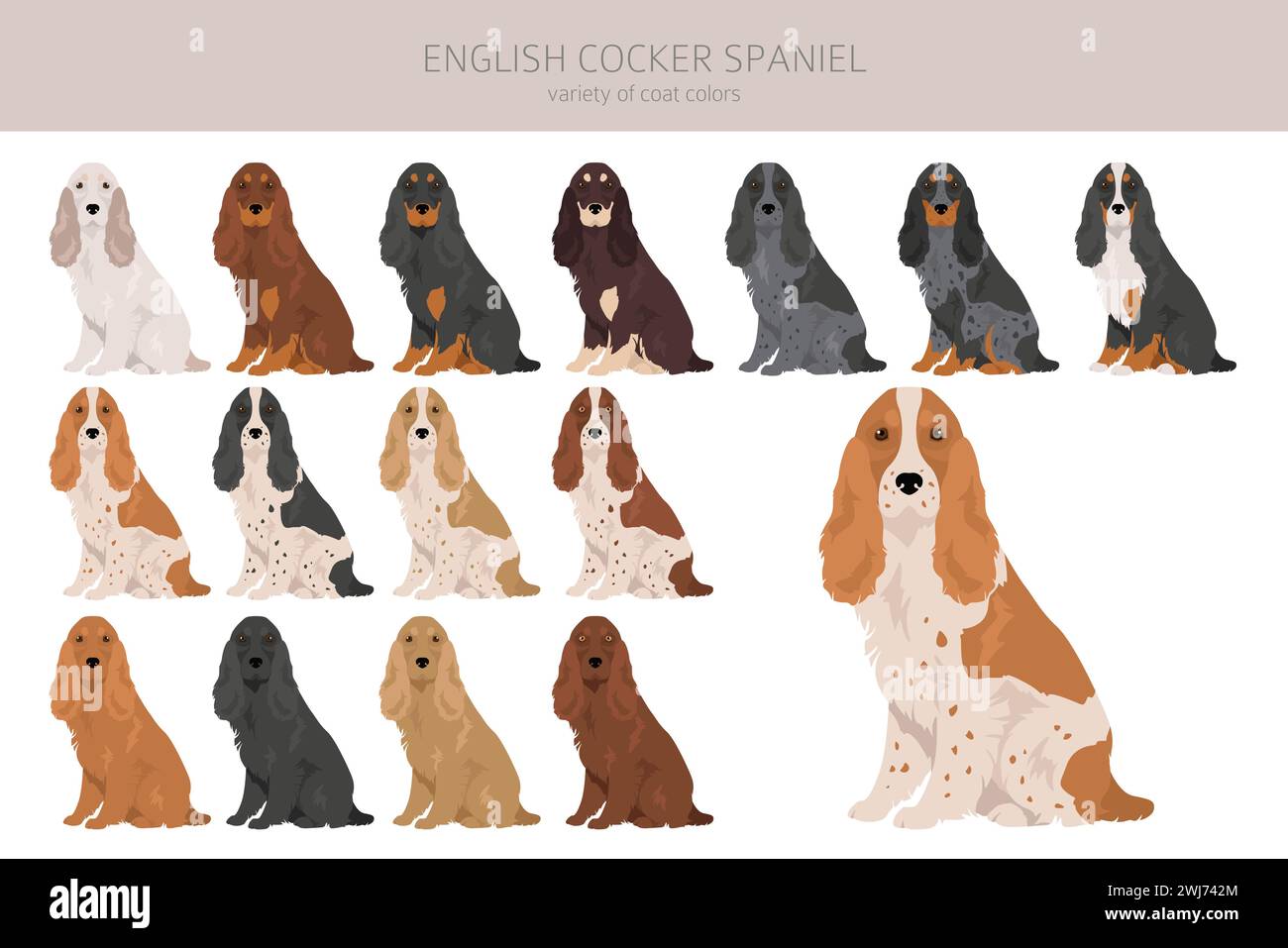 English cocker spaniel clipart. Different poses, coat colors set ...