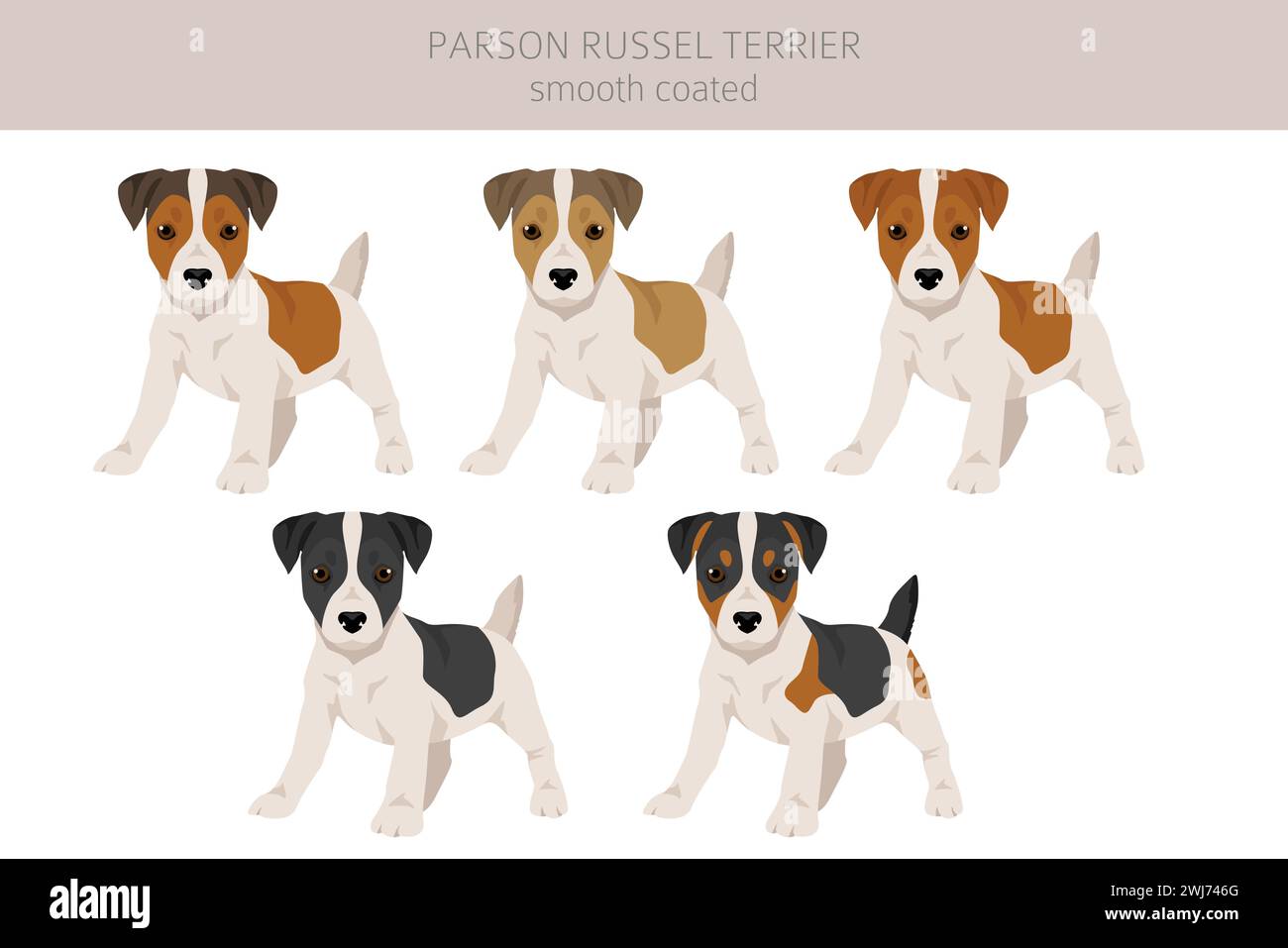Parson Russel terrier smooth coated puppy clipart. Different poses ...
