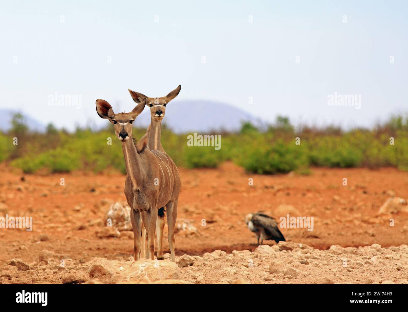 Two Femaale Kudu looking directly into camera with a nice landscape ...