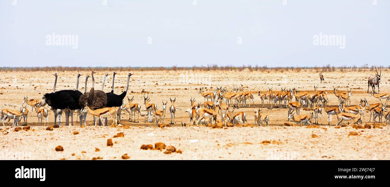 Ostrich flock hi-res stock photography and images - Alamy