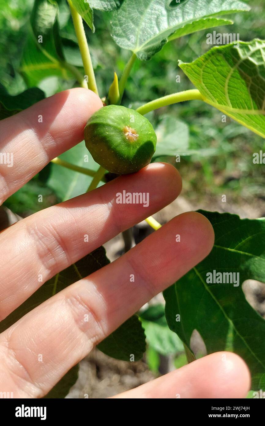 Figs tree pot hi-res stock photography and images - Alamy