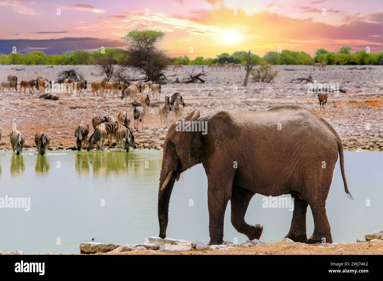 African Elephant walking beside a waterhole, while a large herd of ...