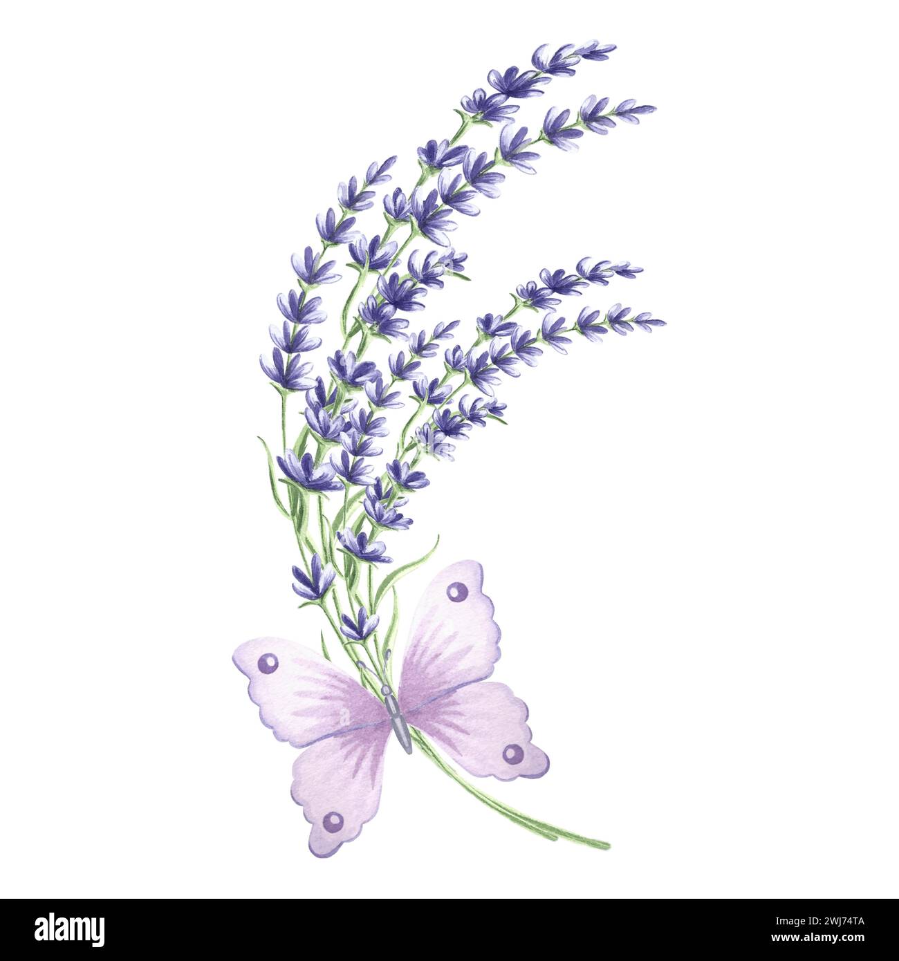 Sprig of lavender flowers with violet butterfly, watercolor ...