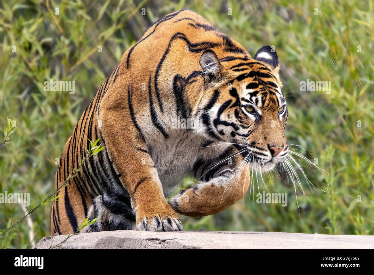 Kasarna, Sumatran tiger Stock Photo - Alamy