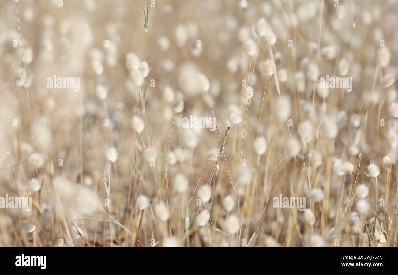 Fluffy field plants beige hi-res stock photography and images - Alamy
