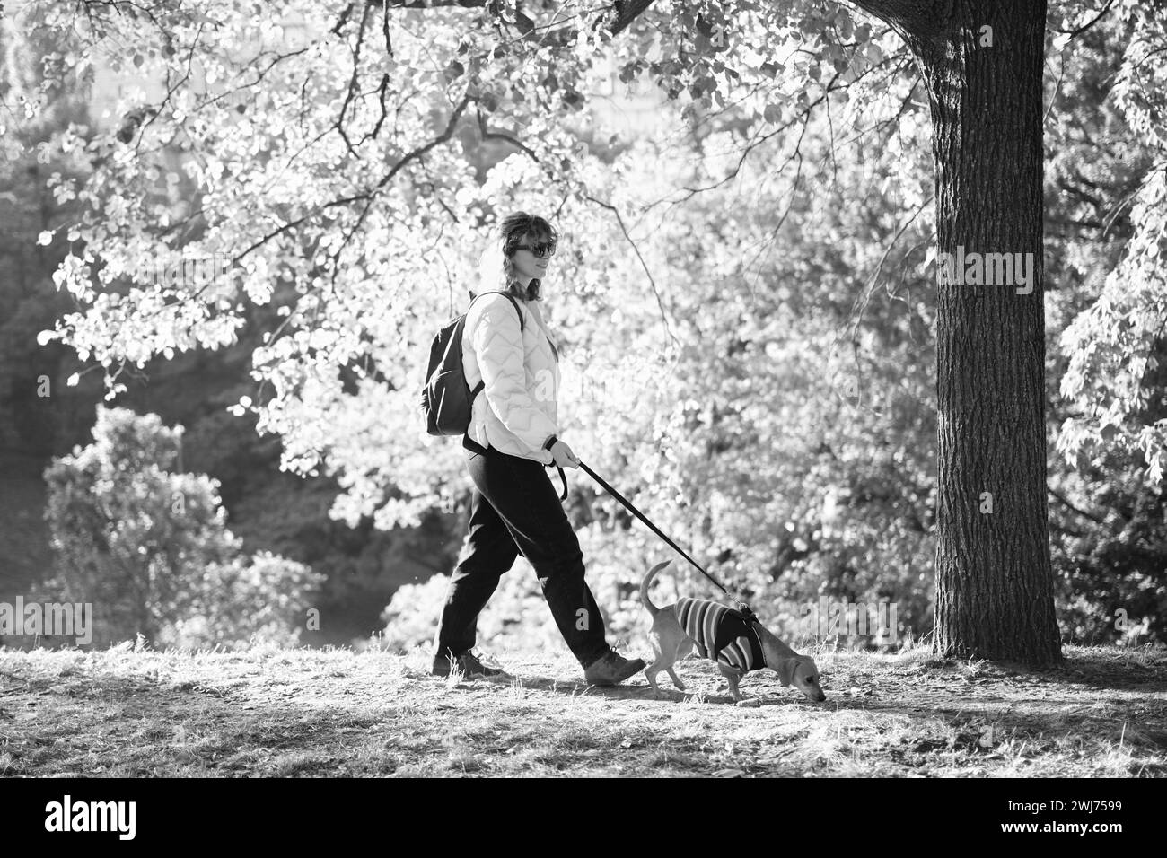 Owner walking with dog together in park outdoors, summer vacation ...
