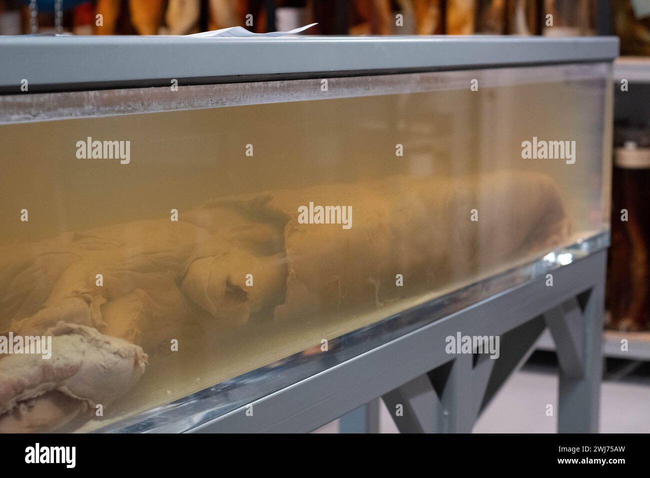 giant squid in tank at NHM Stock Photo - Alamy