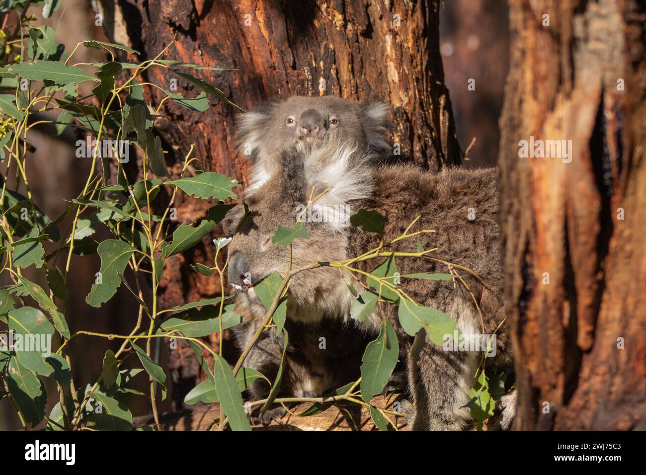 A fluffy koala joey (Phascolarctos cinereus), its mother close by ...
