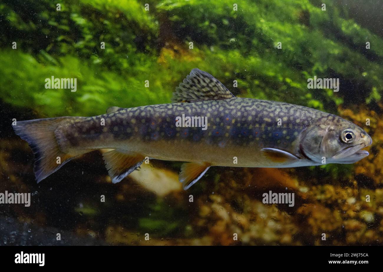brook trout swimming in mid water Stock Photo - Alamy