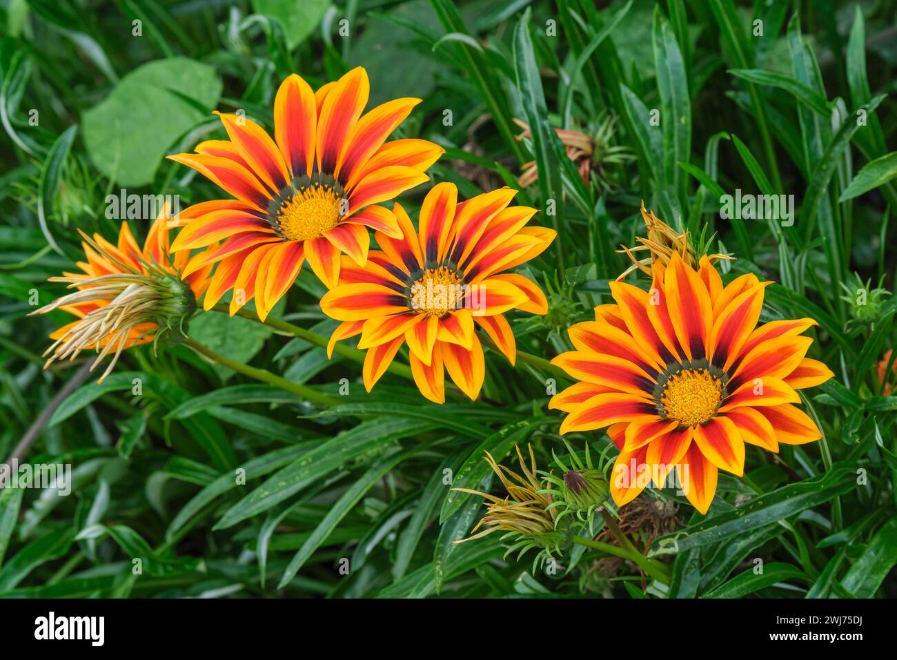 Gazania Kiss Orange Flame, Gazania rigens, flowers reddish and orange ...