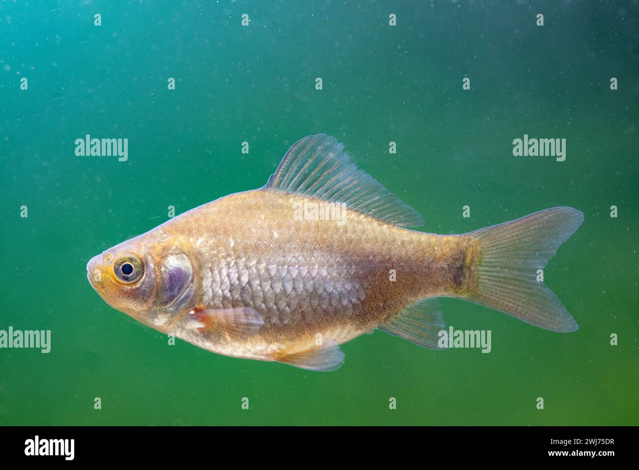 Crucia hi-res stock photography and images - Alamy