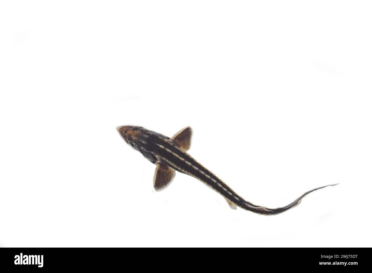 Diamond Sturgeon - Acipenser Guldenstaedti Stock Photo - Alamy