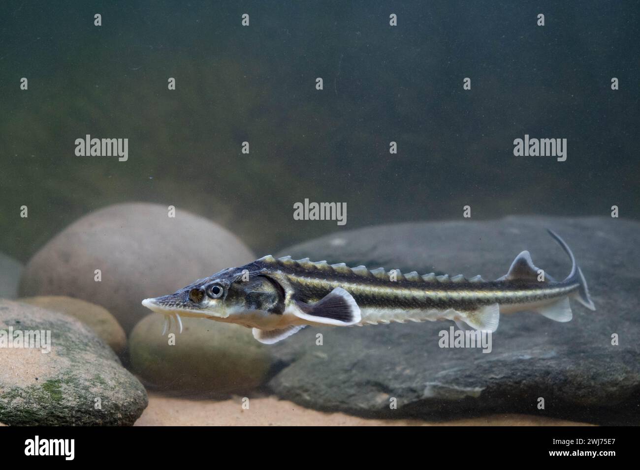 Diamond Sturgeon - Acipenser Guldenstaedti Stock Photo - Alamy