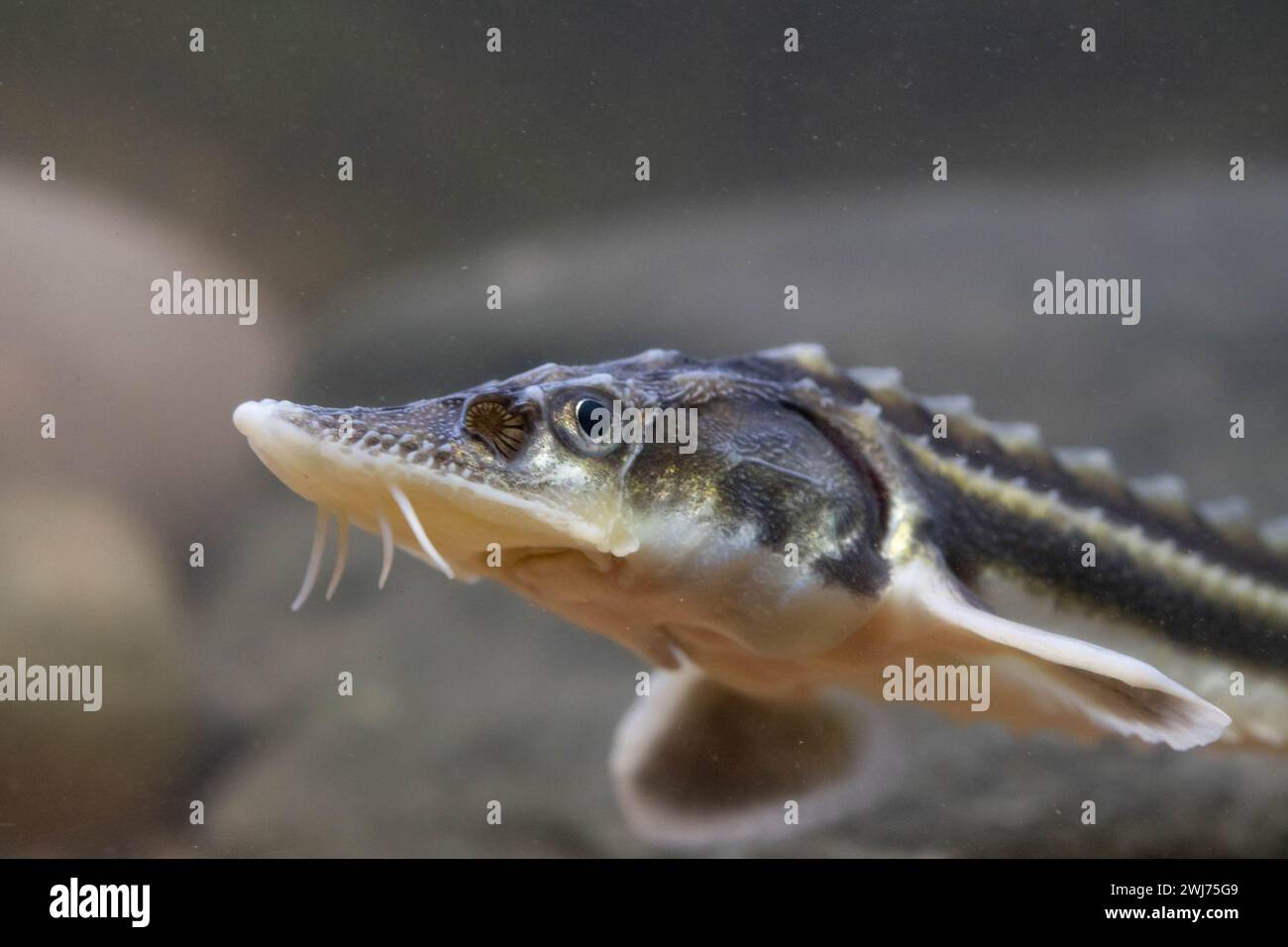 Diamond Sturgeon - Acipenser Guldenstaedti Stock Photo - Alamy