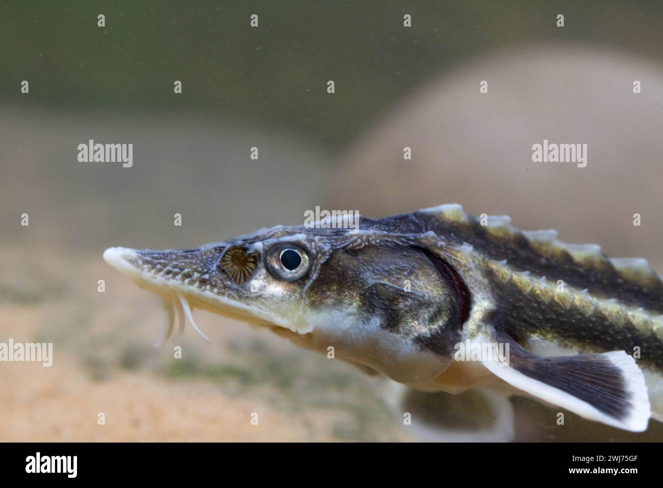 Diamond Sturgeon - Acipenser Guldenstaedti Stock Photo - Alamy