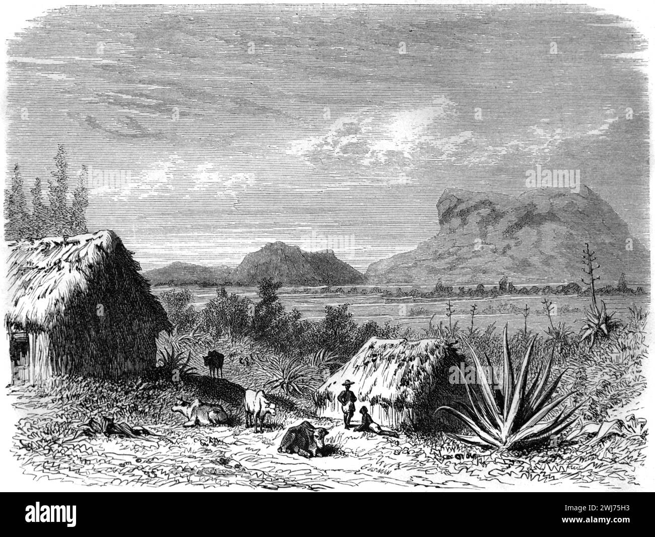 Farming in mauritius Cut Out Stock Images & Pictures - Alamy