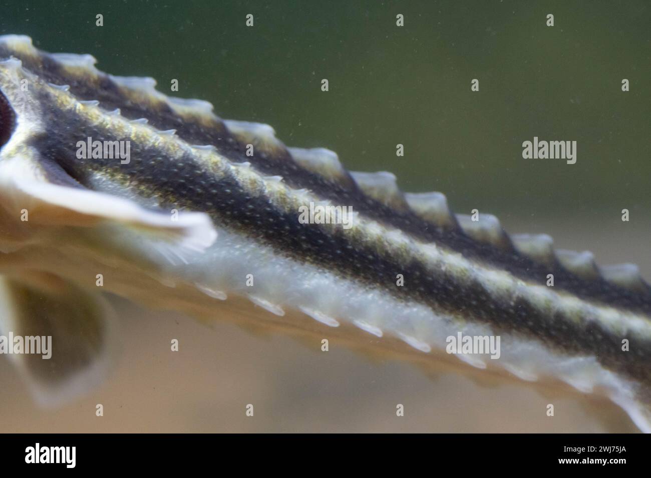 Diamond Sturgeon - Acipenser Guldenstaedti Stock Photo - Alamy