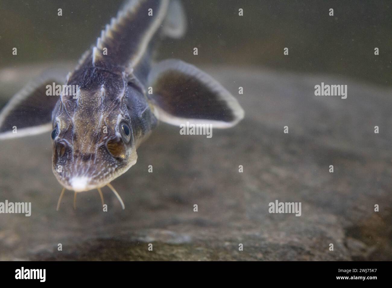Diamond Sturgeon - Acipenser Guldenstaedti Stock Photo - Alamy