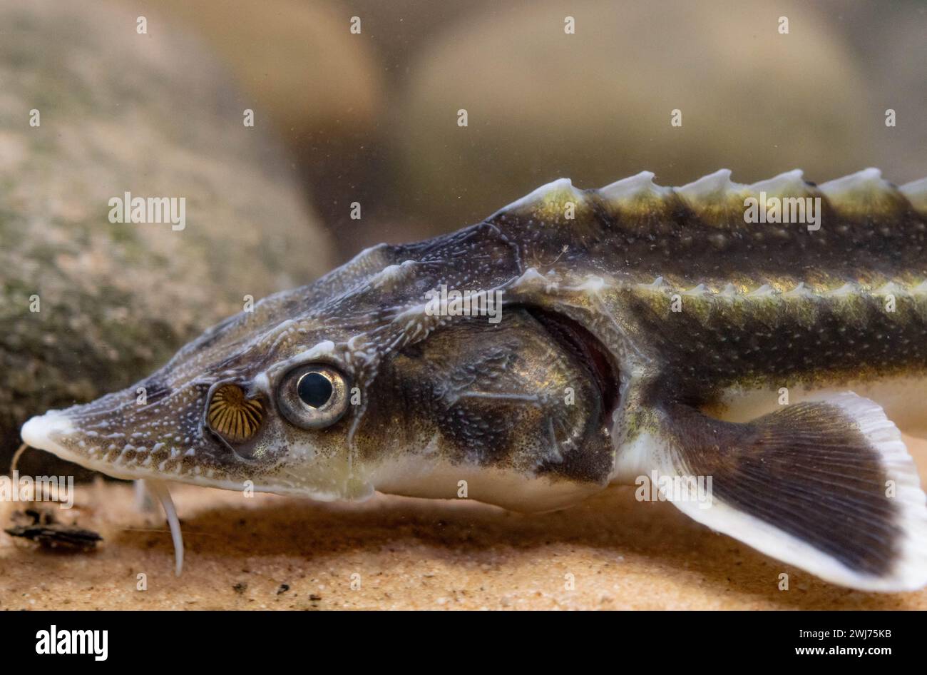 Diamond Sturgeon - Acipenser Guldenstaedti Stock Photo - Alamy