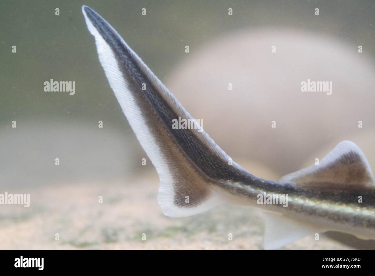 Diamond Sturgeon - Acipenser Guldenstaedti Stock Photo - Alamy