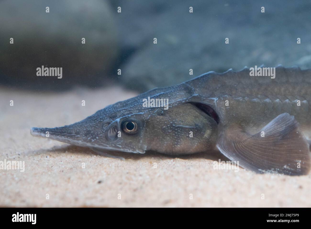 Siberian Sturgeon - Acipenser Baerii Stock Photo - Alamy