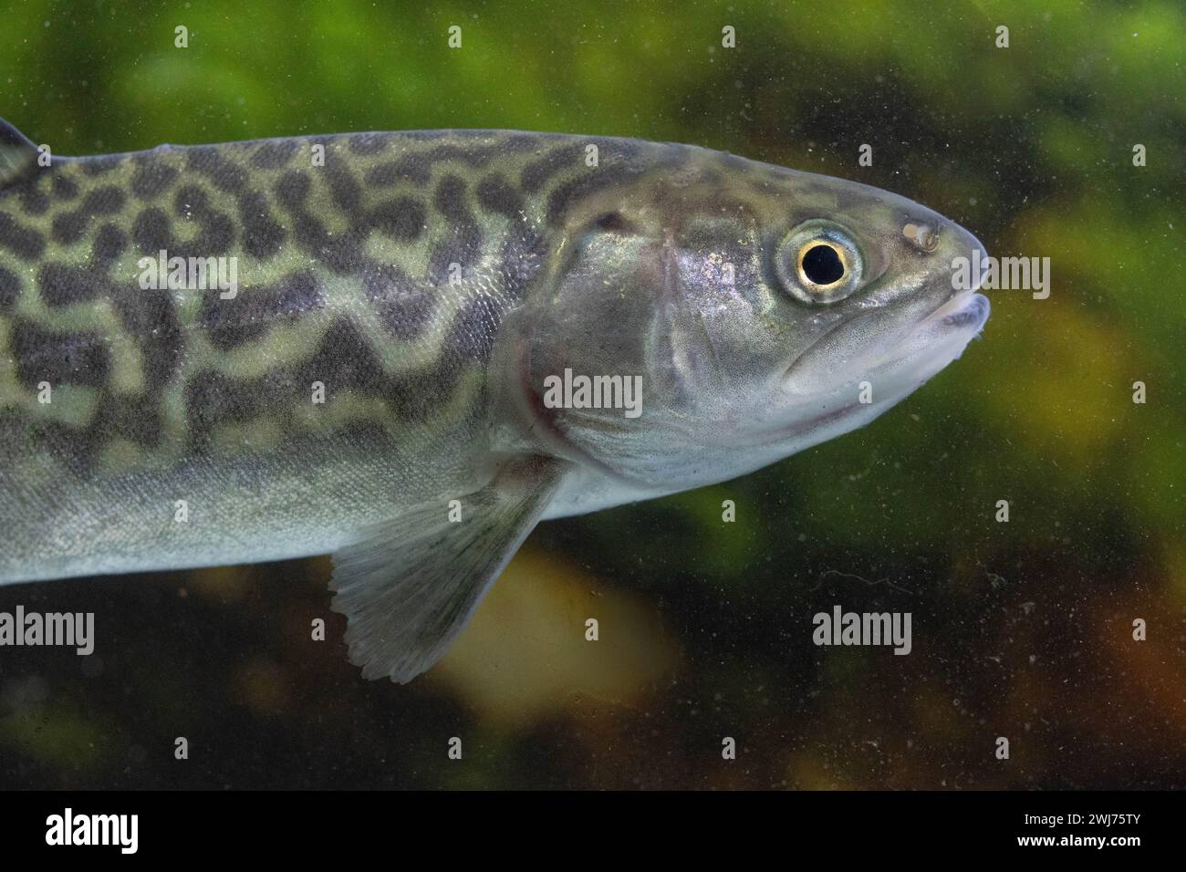 tiger trout swimming a hybrid of brook trout and brown trout Stock ...