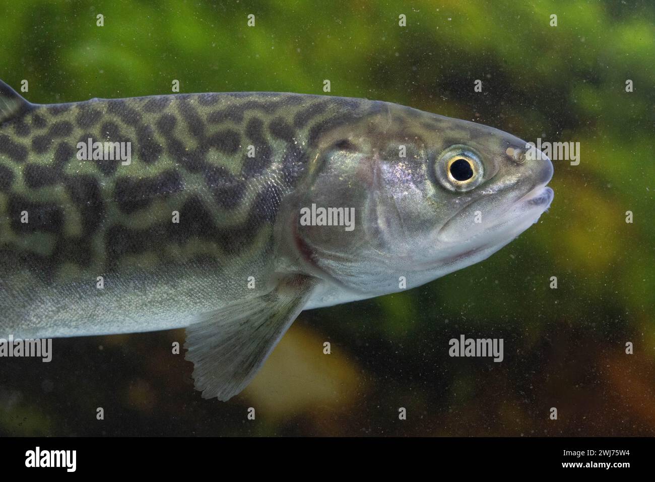 tiger trout swimming a hybrid of brook trout and brown trout Stock ...
