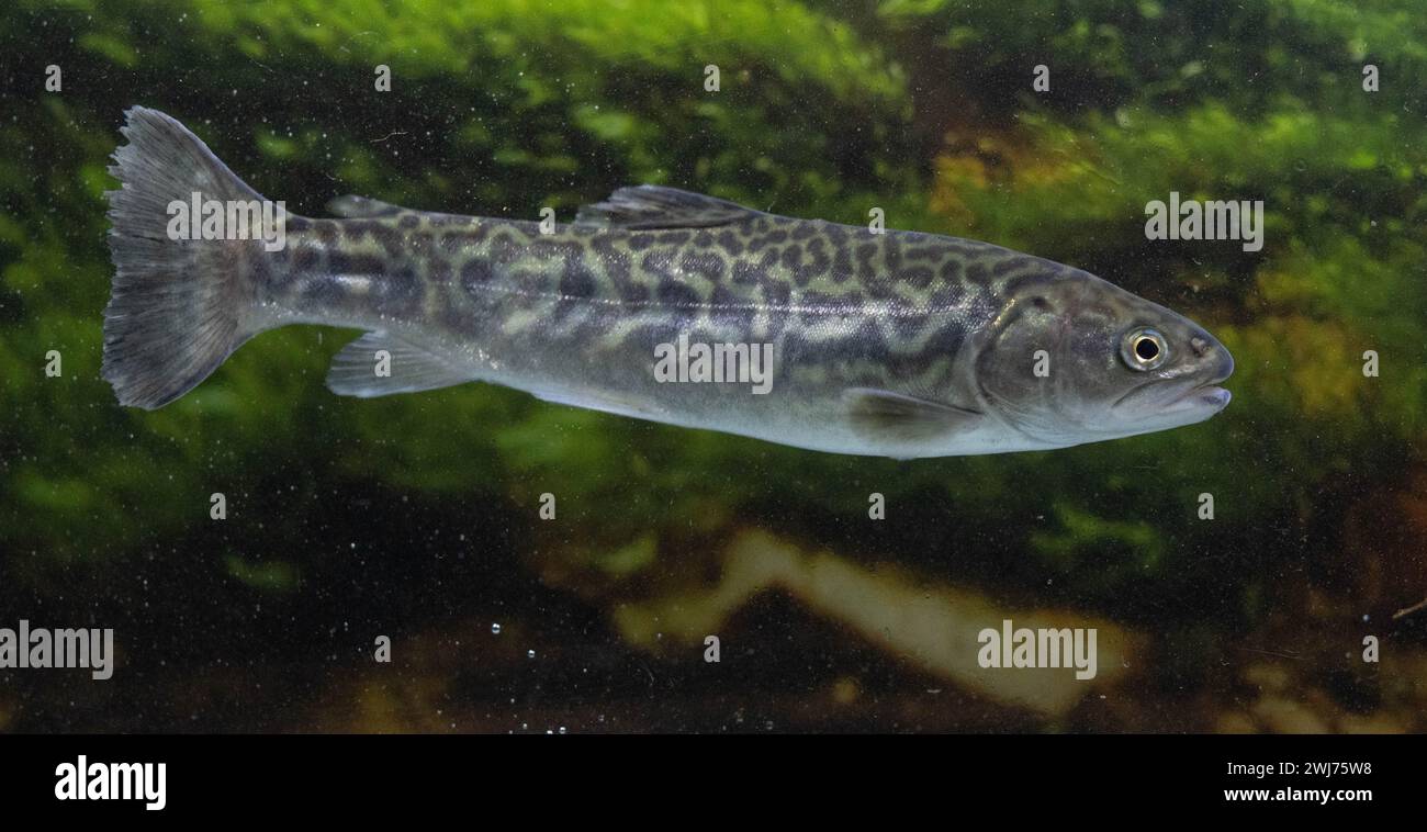 tiger trout swimming a hybrid of brook trout and brown trout Stock ...