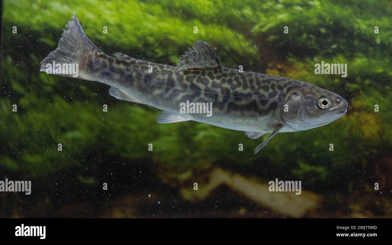 tiger trout swimming a hybrid of brook trout and brown trout Stock ...