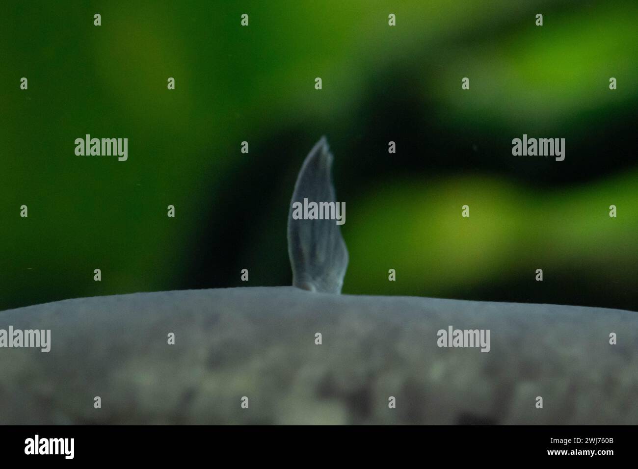small wels catfish swimming around Stock Photo - Alamy