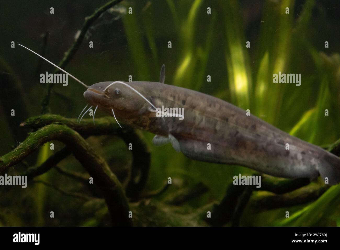 small wels catfish swimming around Stock Photo - Alamy