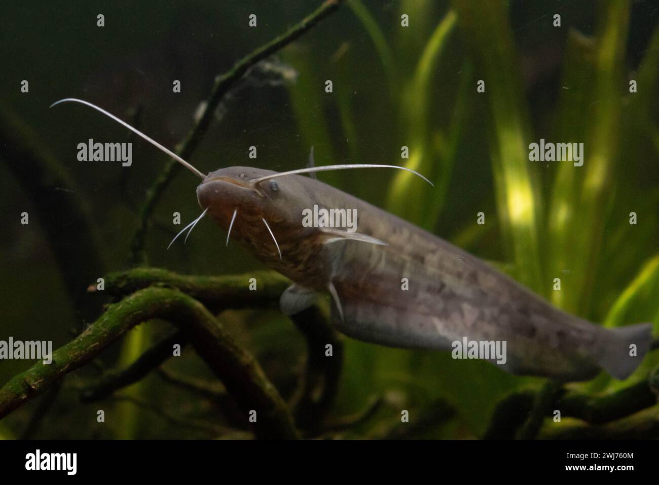small wels catfish swimming around Stock Photo - Alamy
