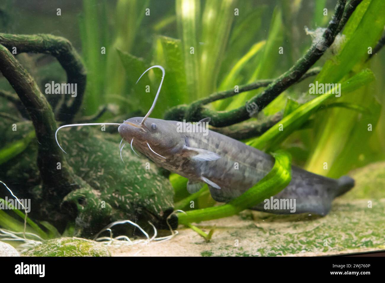 small wels catfish swimming around Stock Photo - Alamy