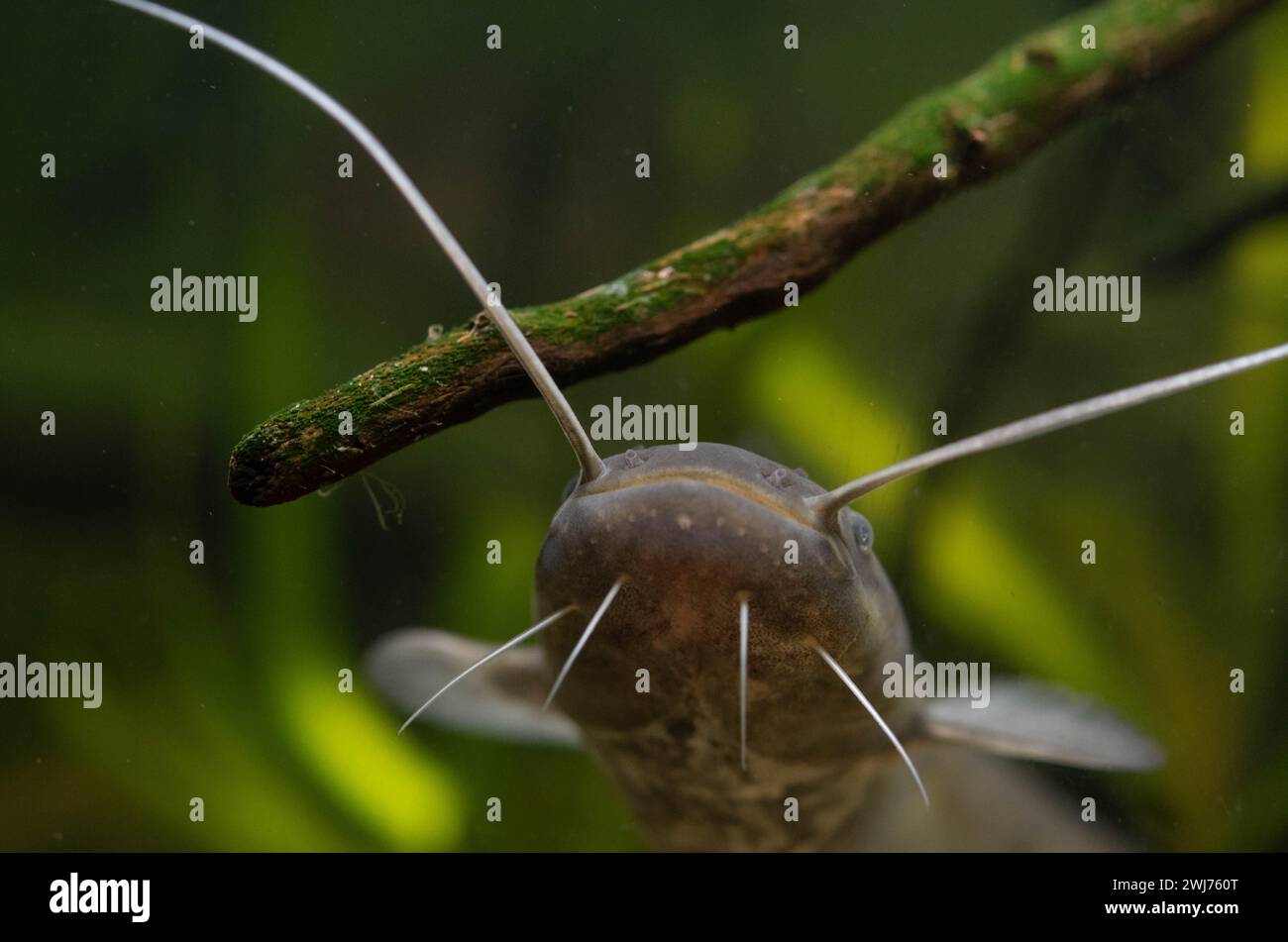 Small wels hi-res stock photography and images - Alamy