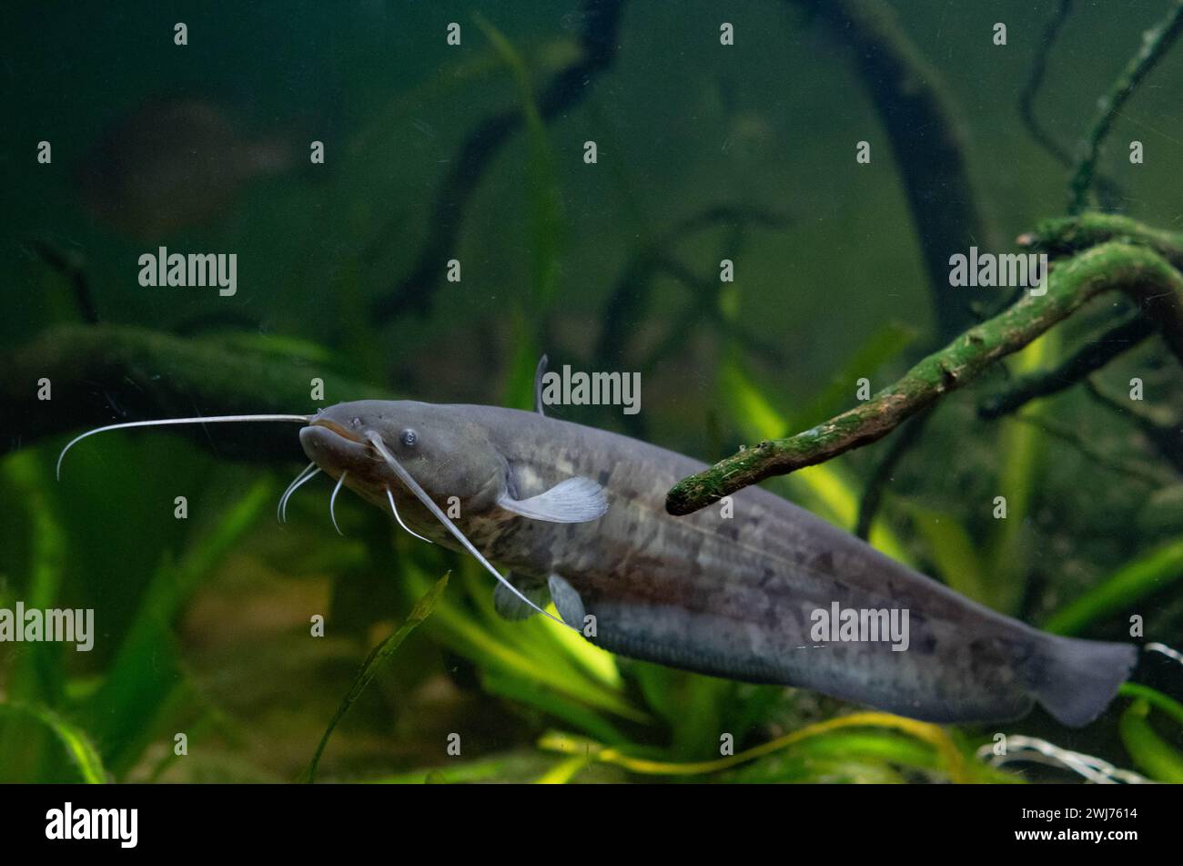 small wels catfish swimming around Stock Photo - Alamy