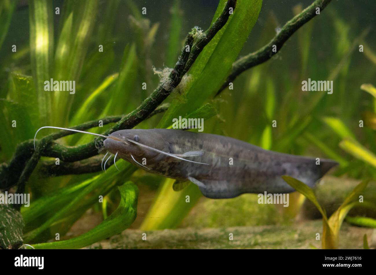 small wels catfish swimming around Stock Photo - Alamy
