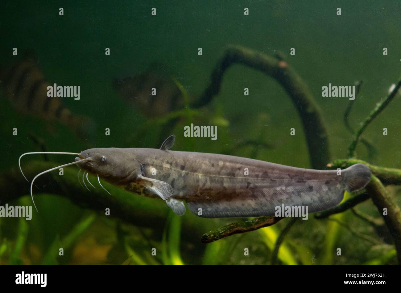 small wels catfish swimming around Stock Photo - Alamy