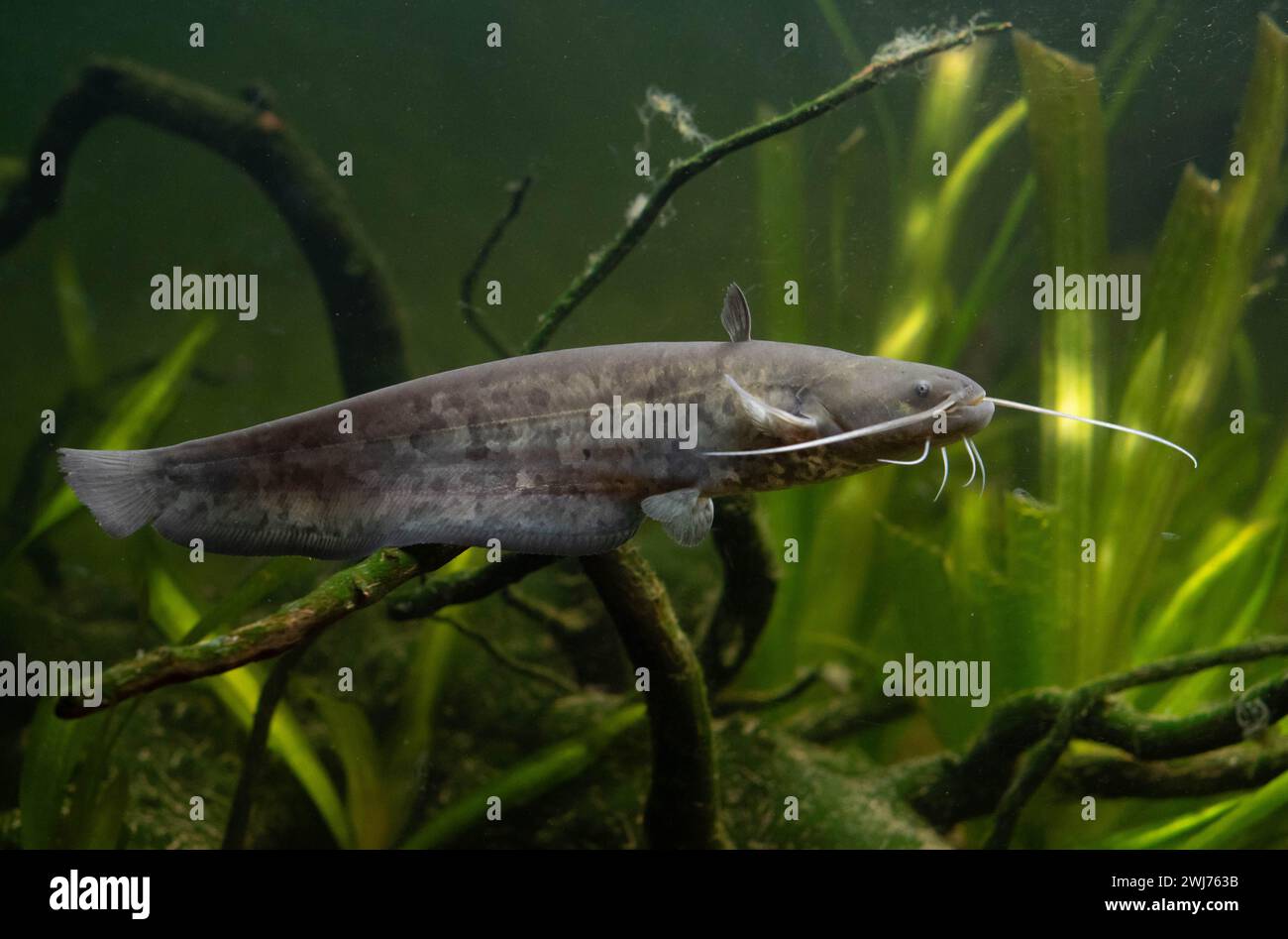 small wels catfish swimming around Stock Photo - Alamy