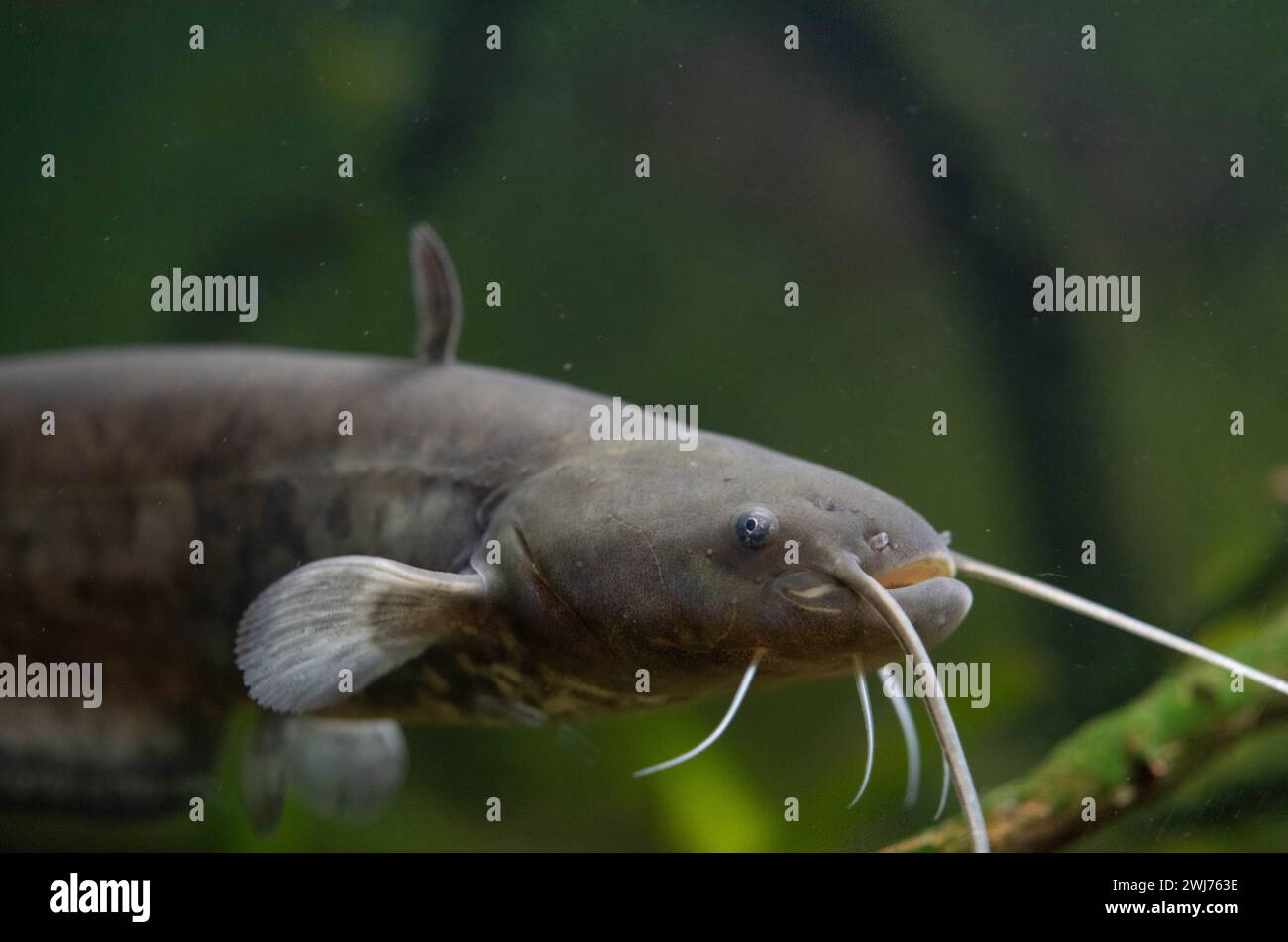 Wels catfish uk hi-res stock photography and images - Alamy