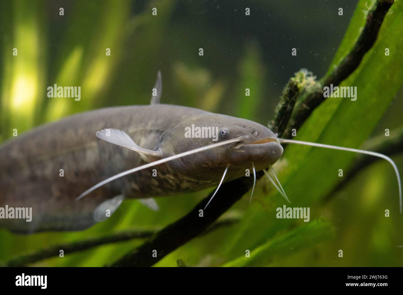 small wels catfish swimming around Stock Photo - Alamy