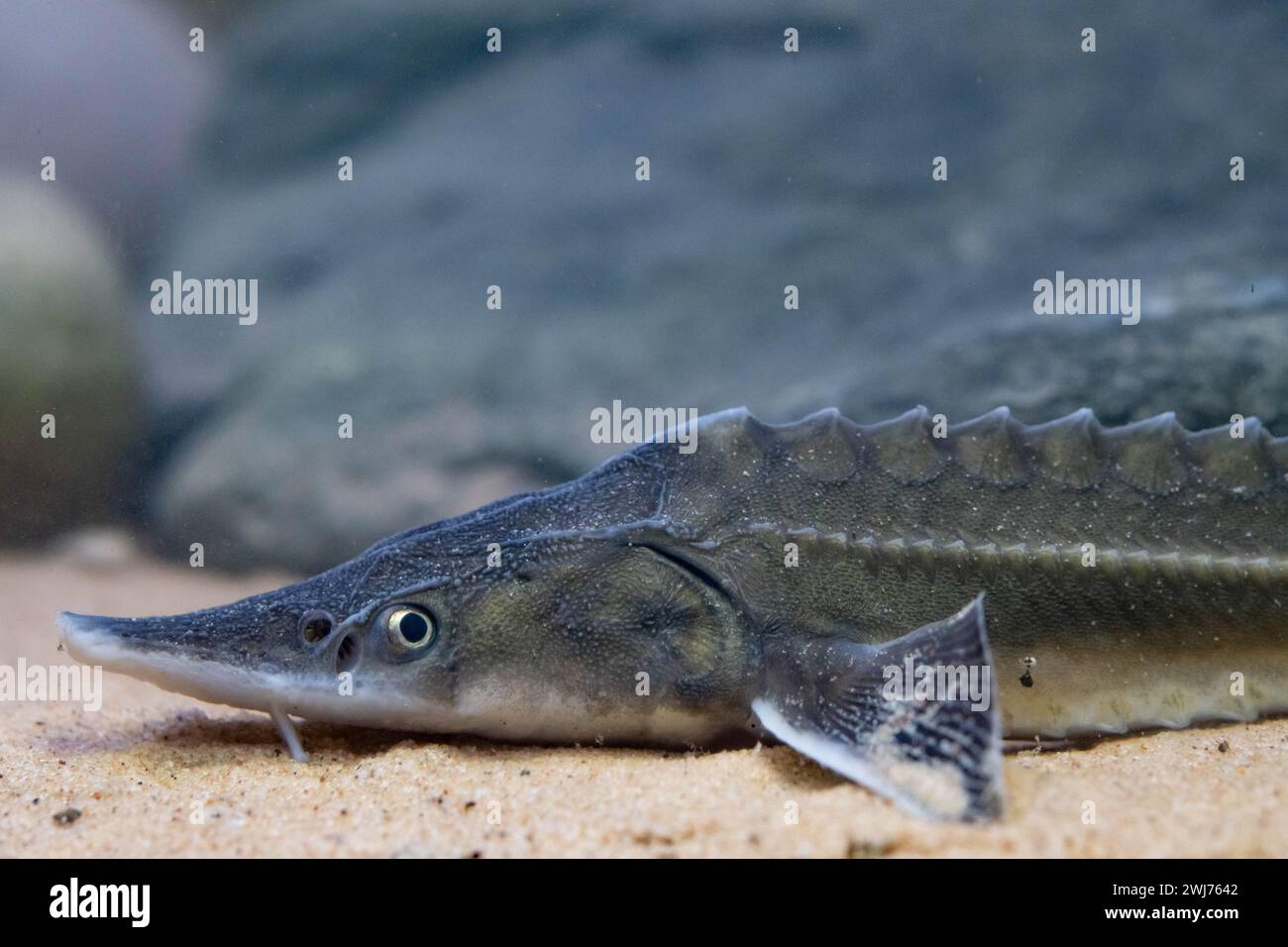White Edged Sterlet (Dwarf Sturgeon) - Acipenser Ruthensus Stock Photo ...