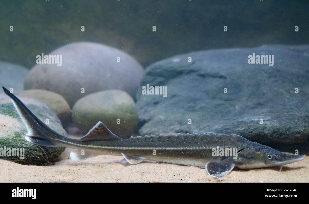 Acipenser ruthensus hi-res stock photography and images - Alamy