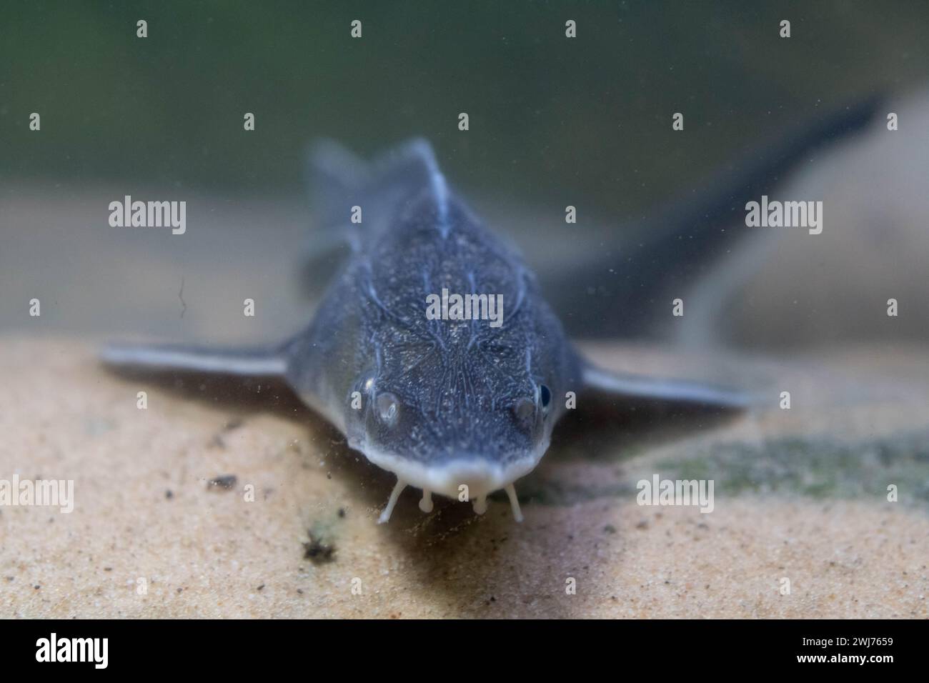 White Edged Sterlet (Dwarf Sturgeon) - Acipenser Ruthensus Stock Photo ...