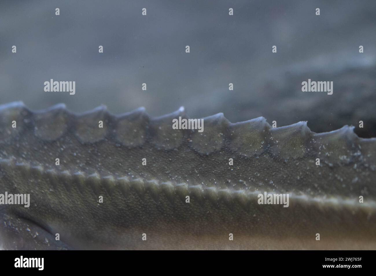 White Edged Sterlet (Dwarf Sturgeon) - Acipenser Ruthensus Stock Photo ...