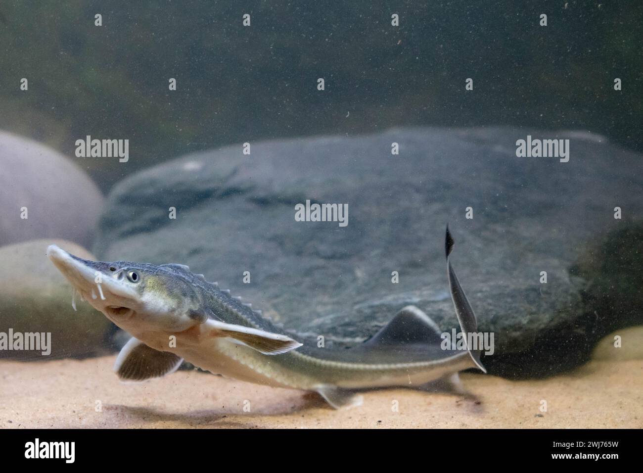 White Edged Sterlet (Dwarf Sturgeon) - Acipenser Ruthensus Stock Photo ...