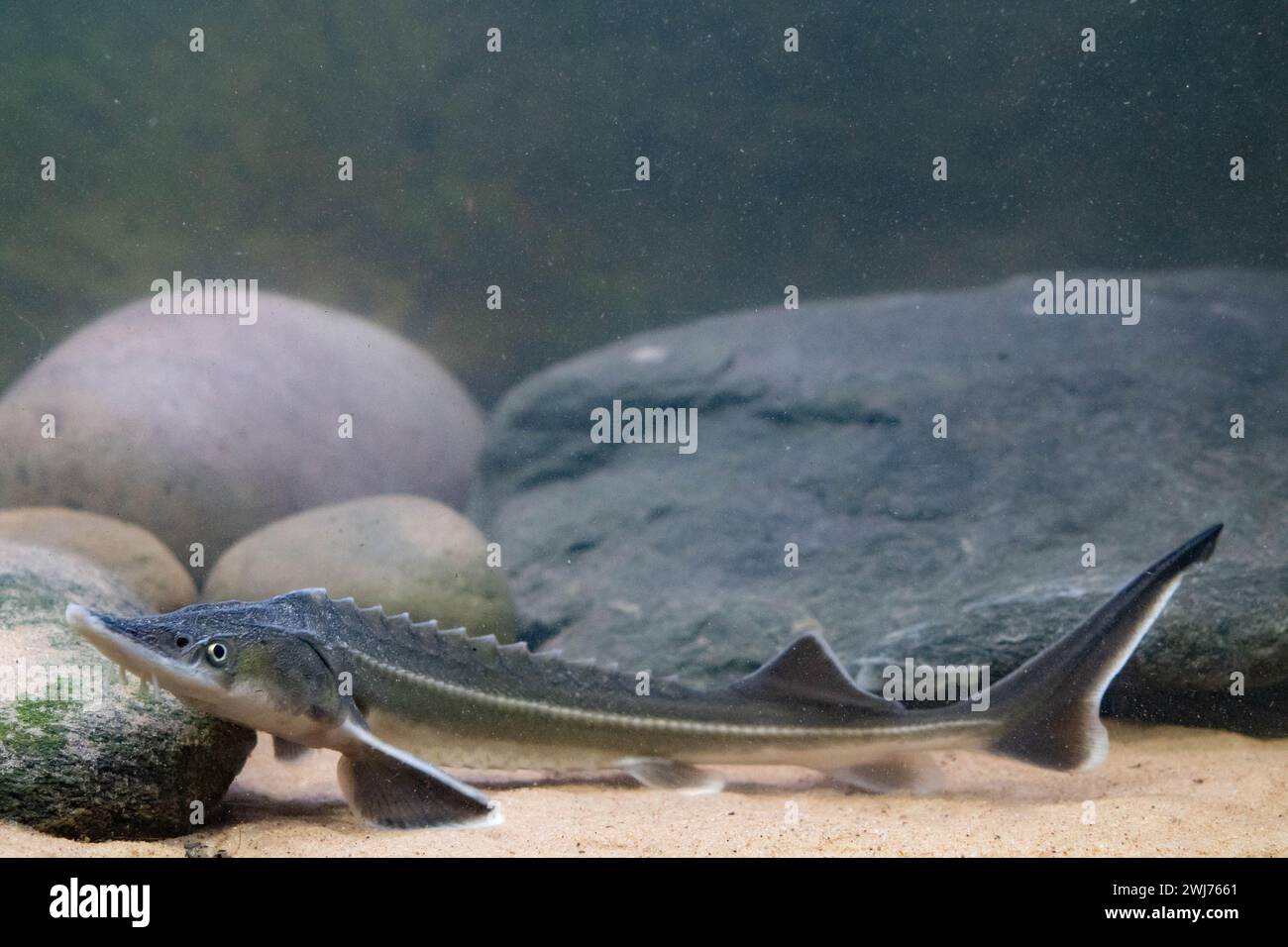 White Edged Sterlet (Dwarf Sturgeon) - Acipenser Ruthensus Stock Photo ...